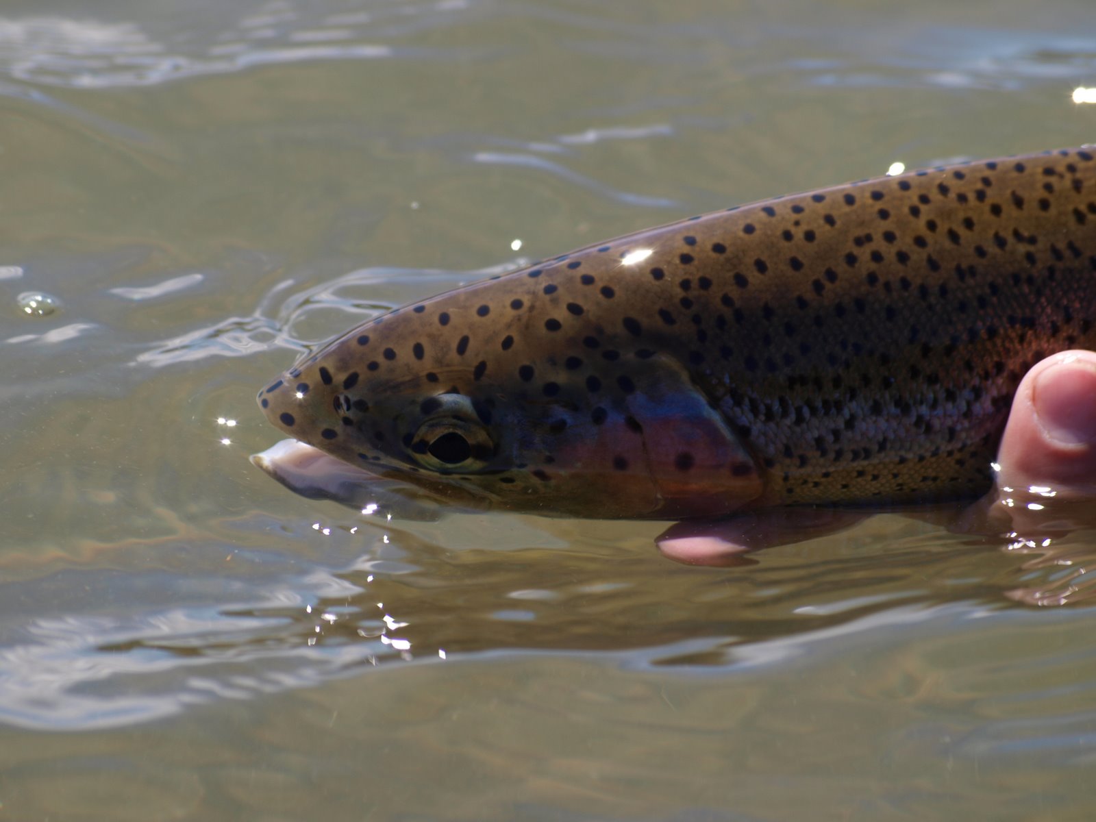 Eutsuk Lake, B.C. | CzechNymph.cz